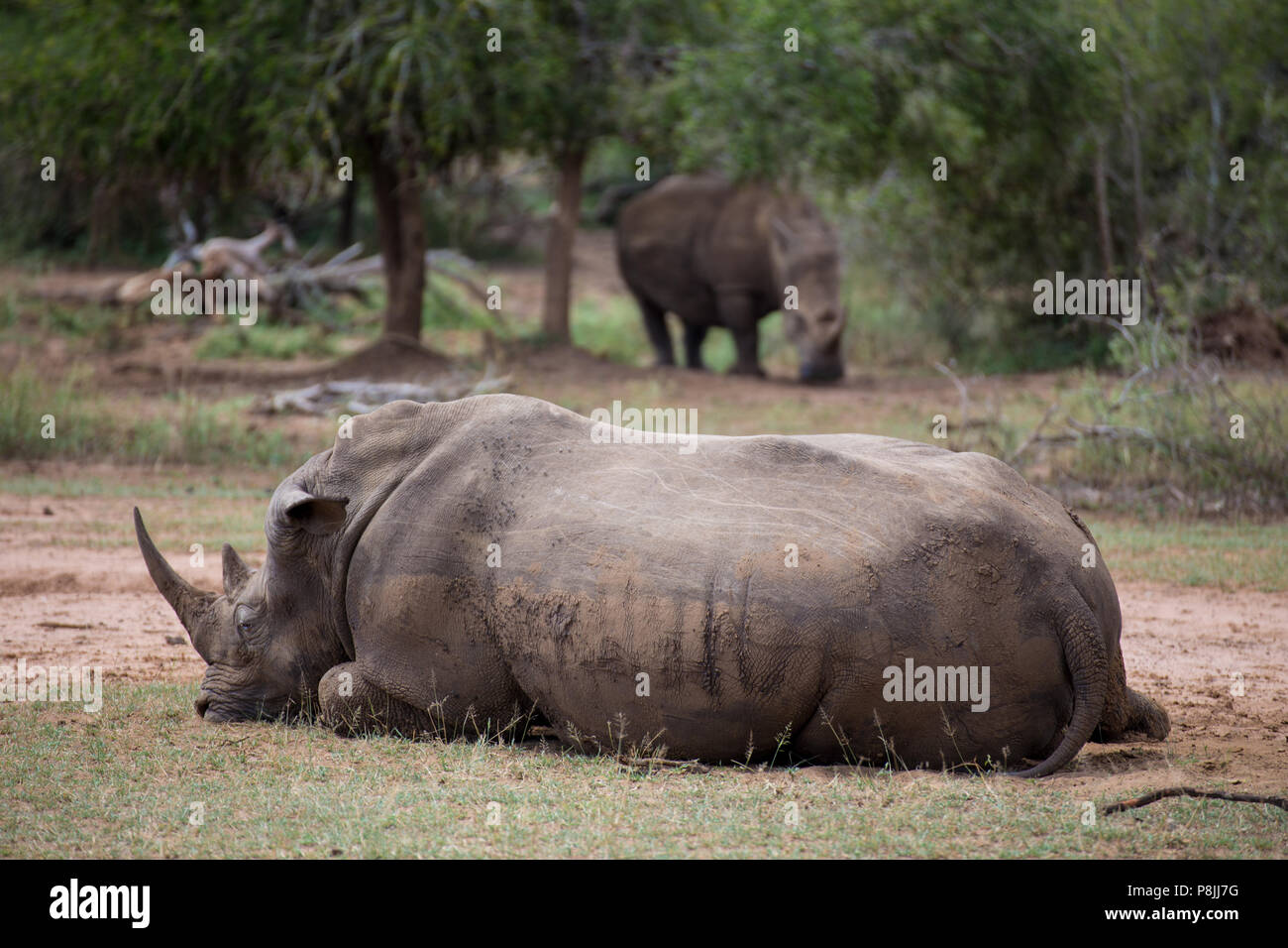 African White Rhino Laying on the grass Stock Photo - Alamy