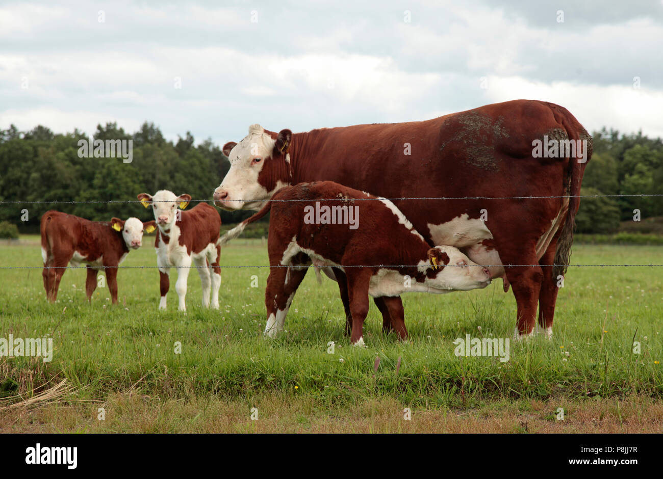 Nursing the calf hi-res stock photography and images - Alamy
