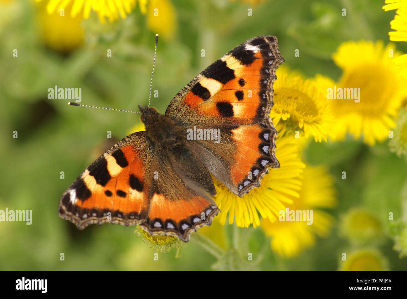 Common small tortoiseshell hi-res stock photography and images - Alamy