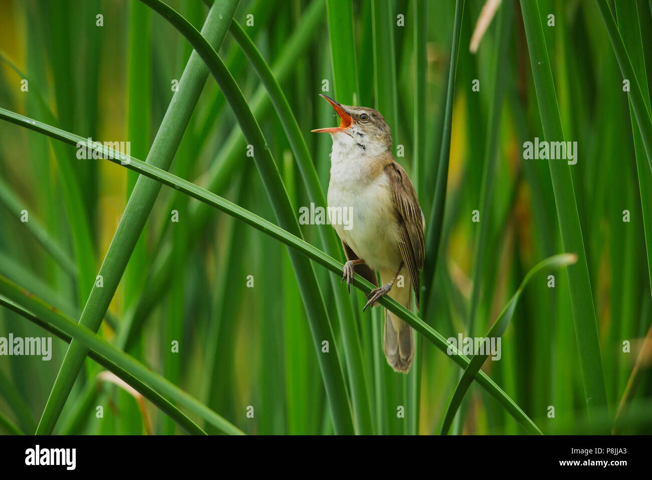 Singing in reed hi-res stock photography and images - Alamy