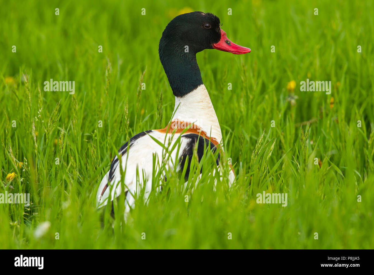 Common shelduck hi-res stock photography and images - Alamy