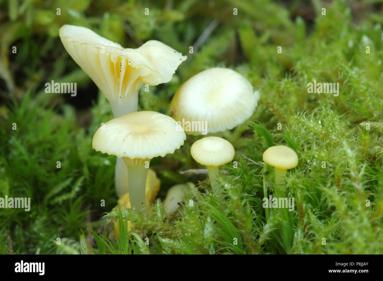 Hygrocybe hi-res stock photography and images - Alamy