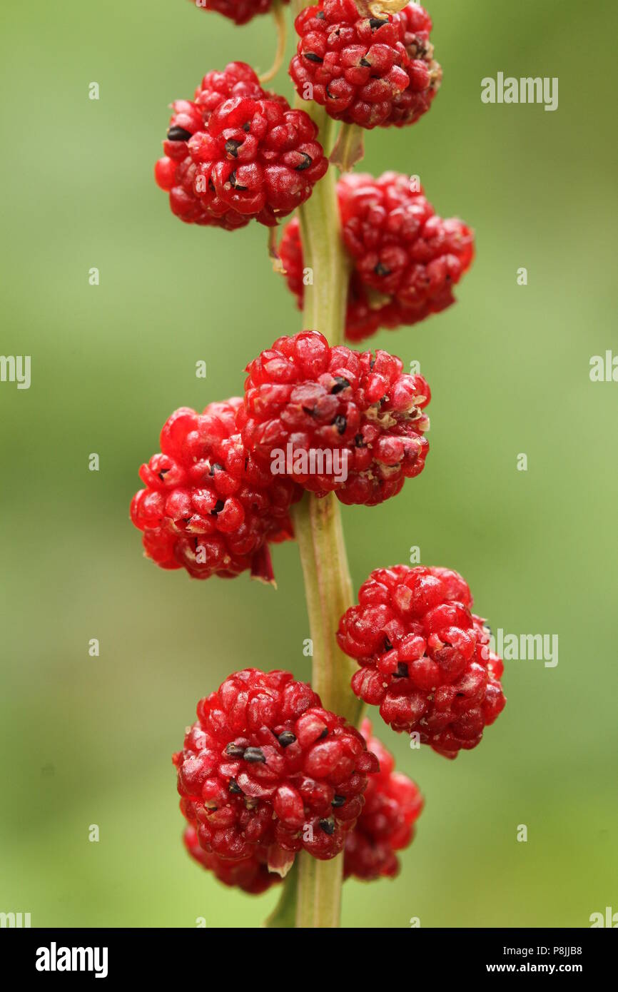 Side view of stalk with (pseudo)fruits of Strawberry Blite (Chenopodium ...