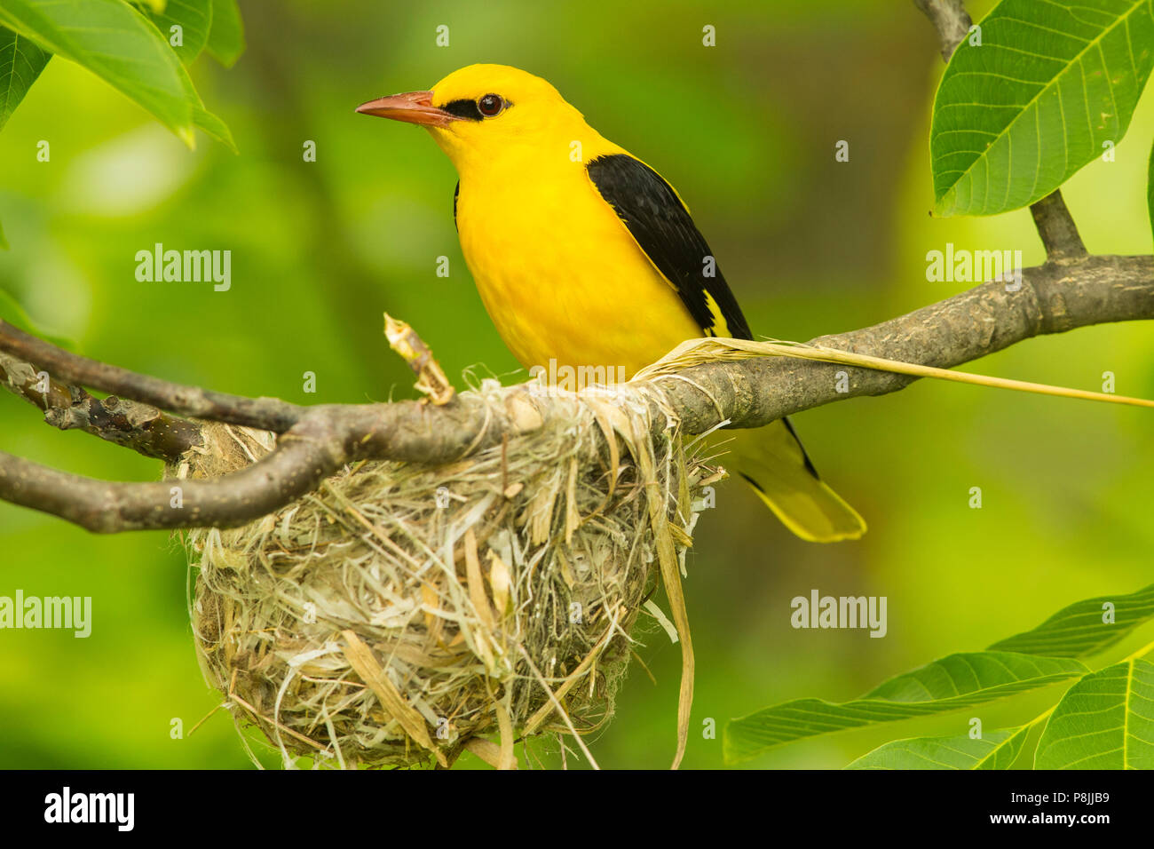 Golden oriole nest hi-res stock photography and images - Alamy