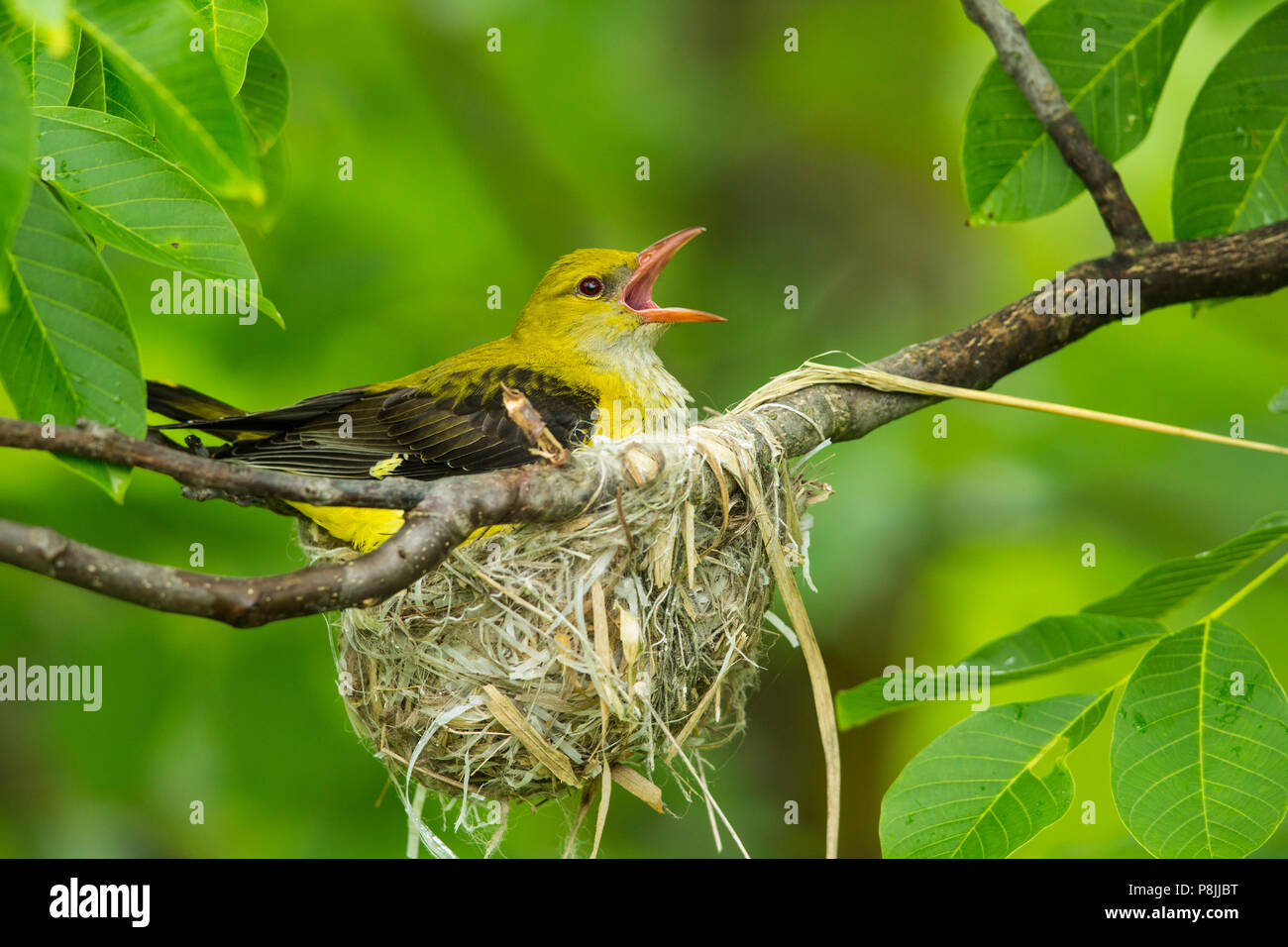 Female Eurasian Golden Oriole sitting on nest with open beak because of ...