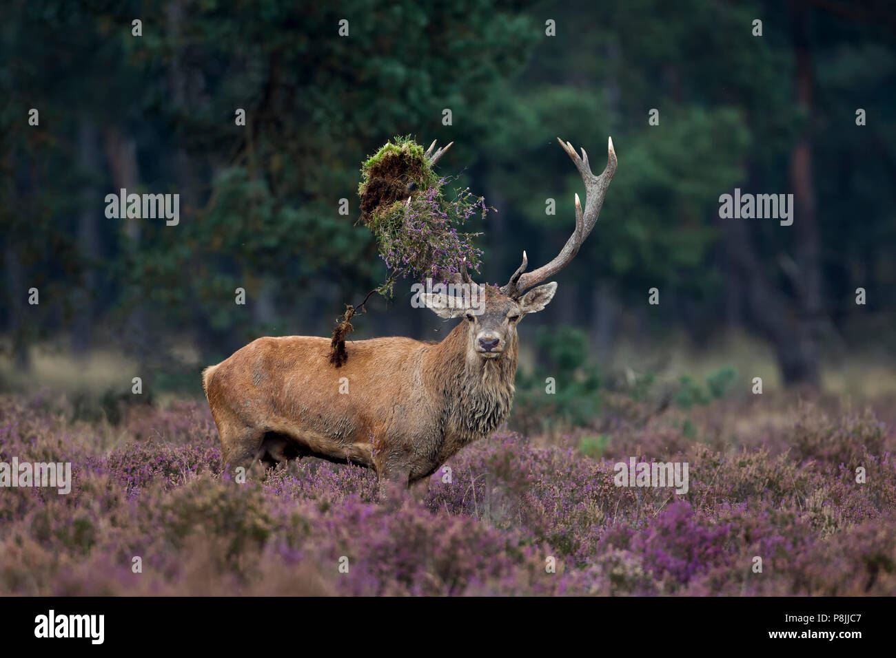 Red deer stag with vegetation in its antlers Stock Photo - Alamy