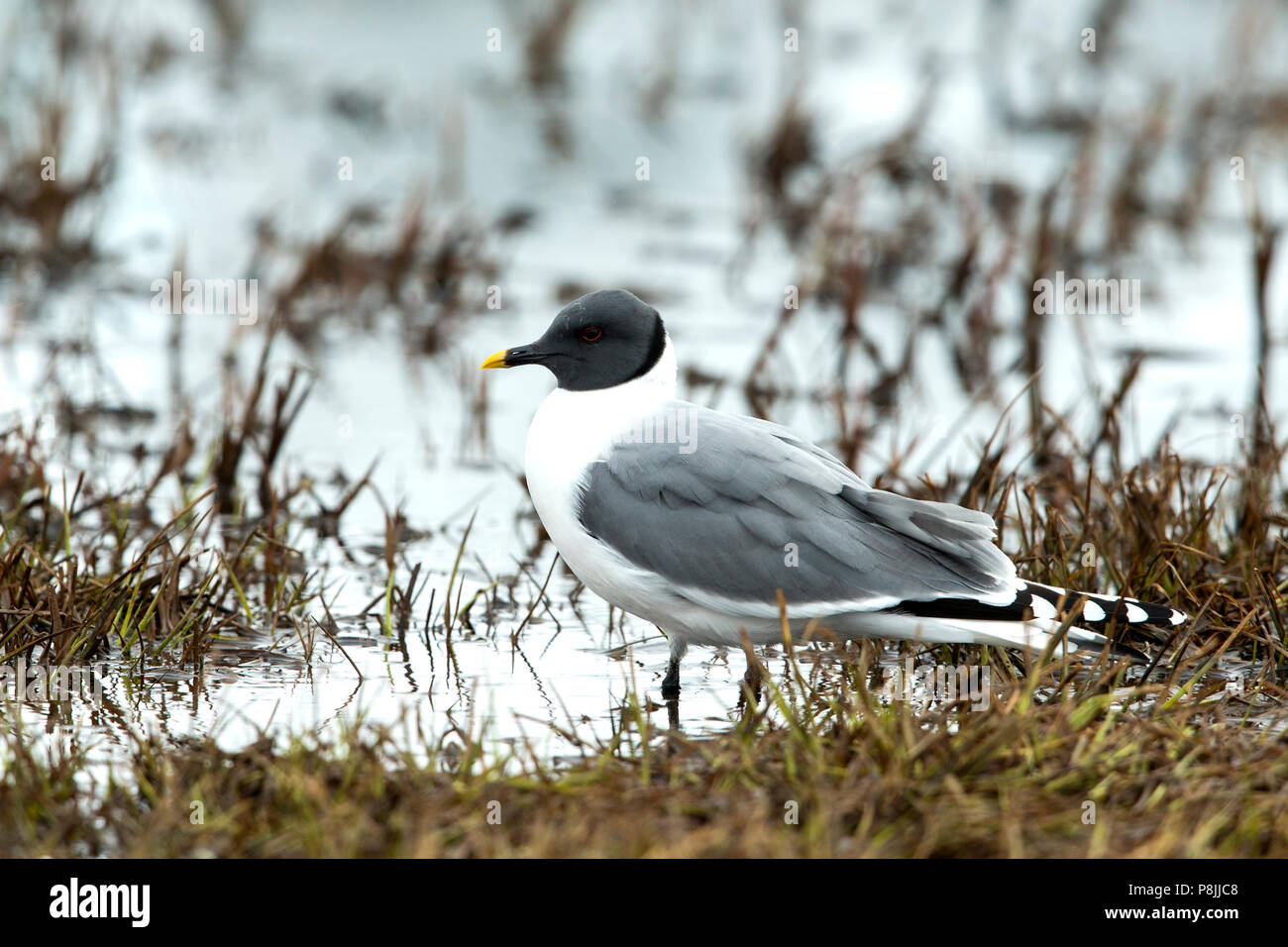 Foraging Sabine's Gull on wet tundra Stock Photo - Alamy