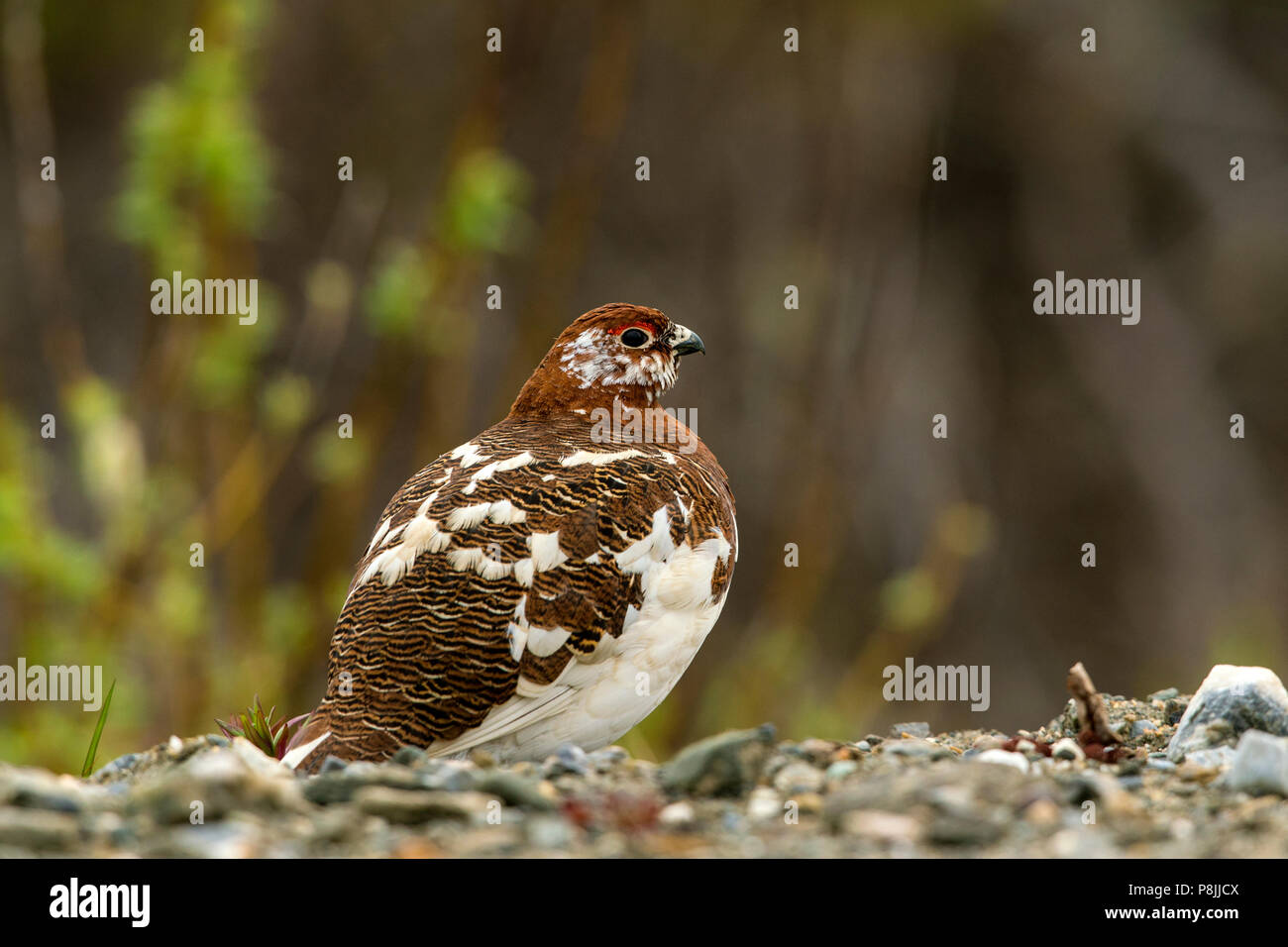 Willow ptarmigan alaska hi-res stock photography and images - Alamy