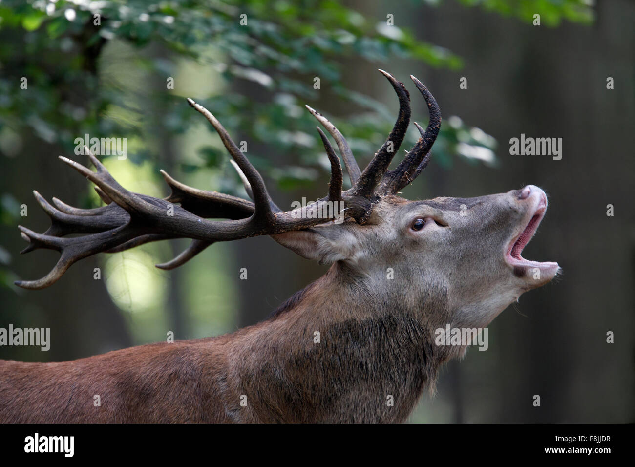 calling red deer Stock Photo - Alamy