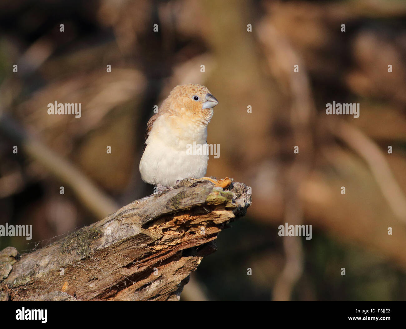 African Silverbill, Big Island of Hawai'i. One of many exotic ...