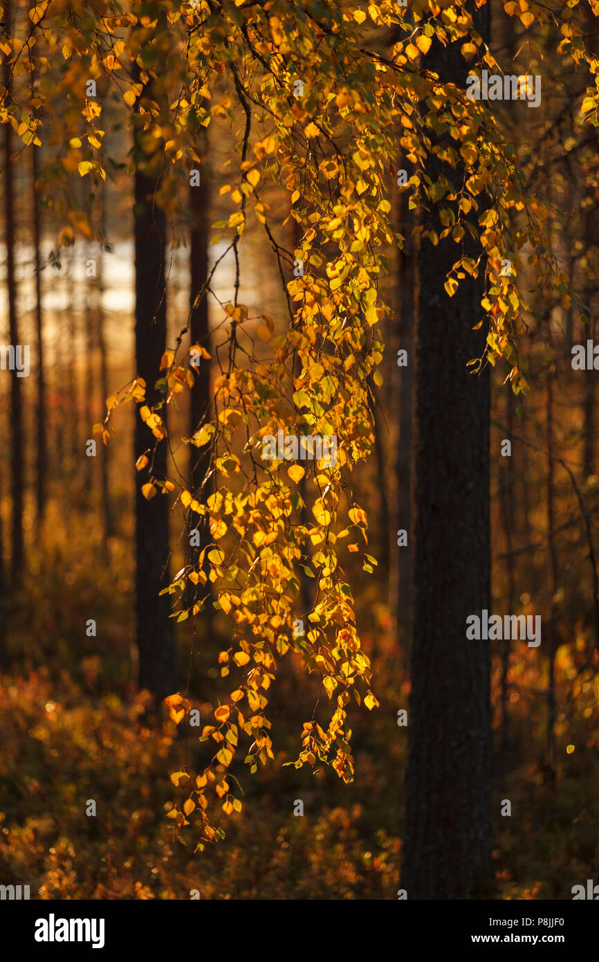 Birch vegetation hi-res stock photography and images - Alamy