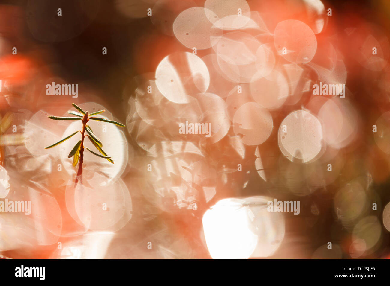 bush with backlight Stock Photo - Alamy