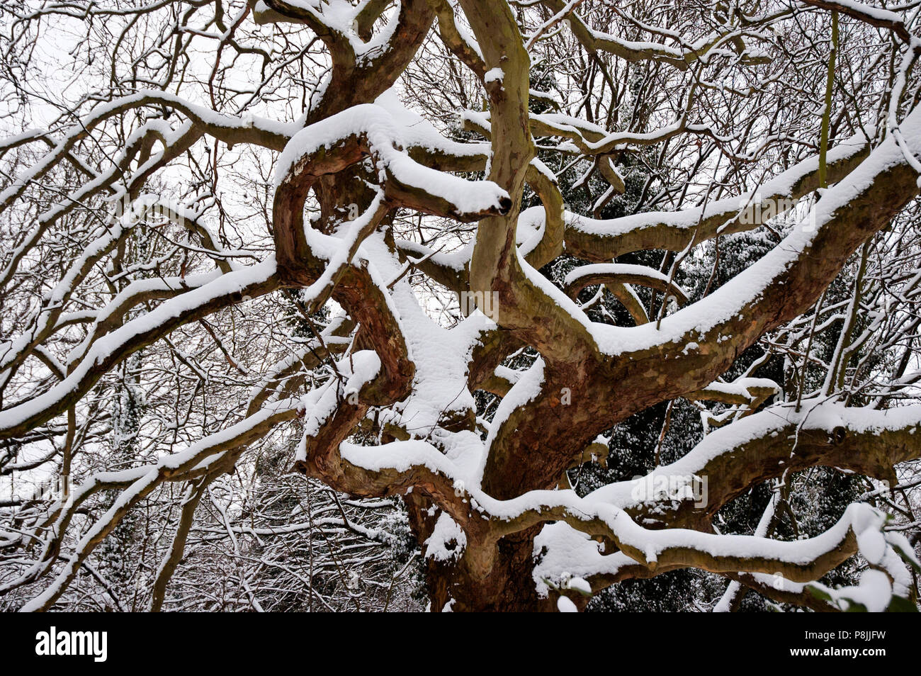 Knotted branches hi-res stock photography and images - Alamy