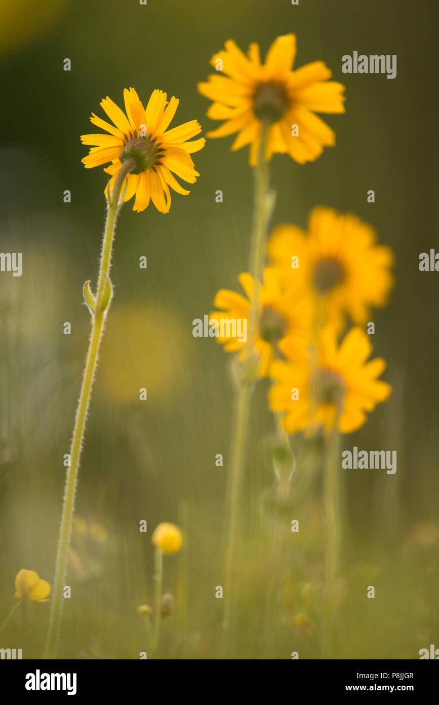 Wolfs flower hi-res stock photography and images - Alamy