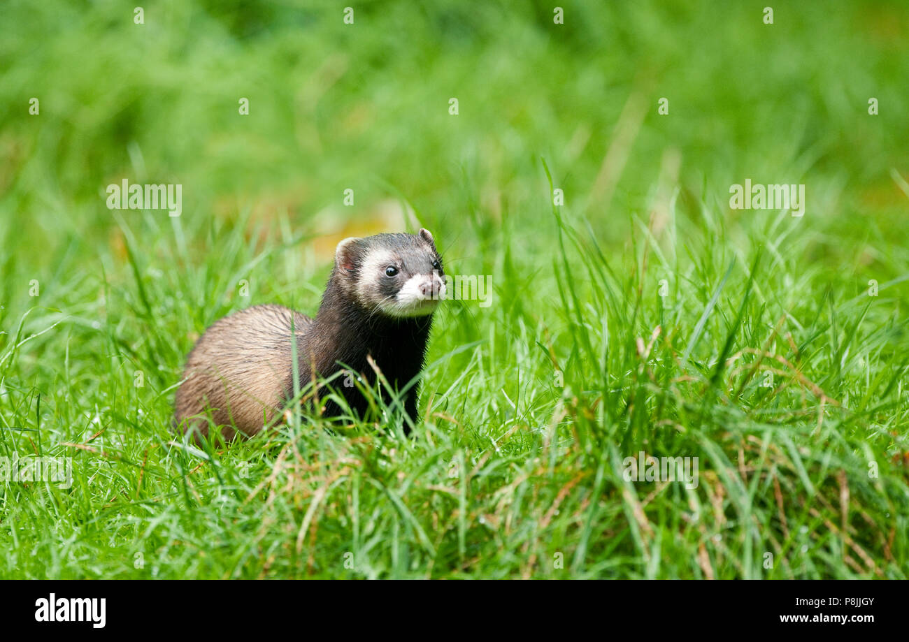 Weasel family hi-res stock photography and images - Alamy