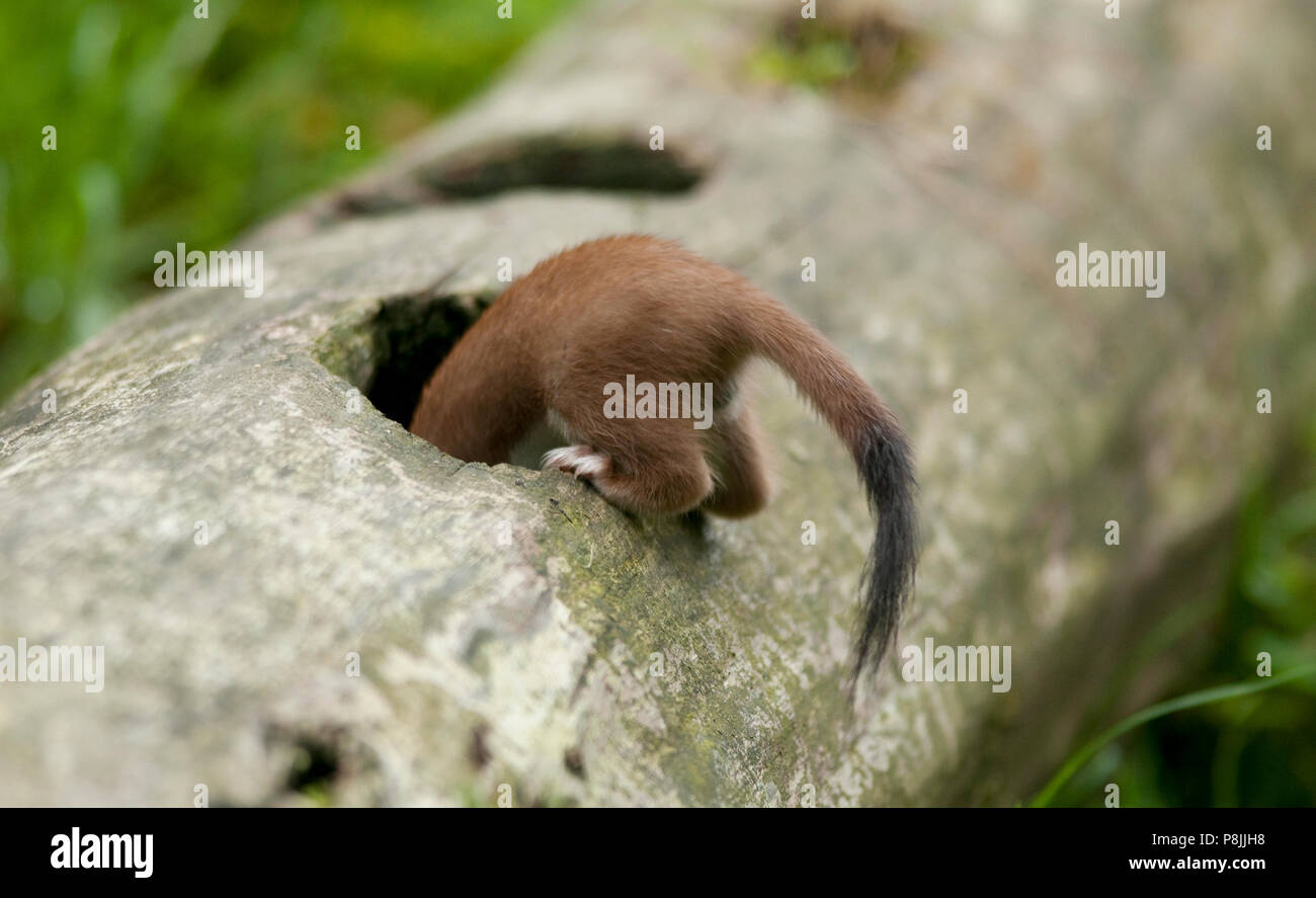 Stoat Hunting for mice Stock Photo - Alamy
