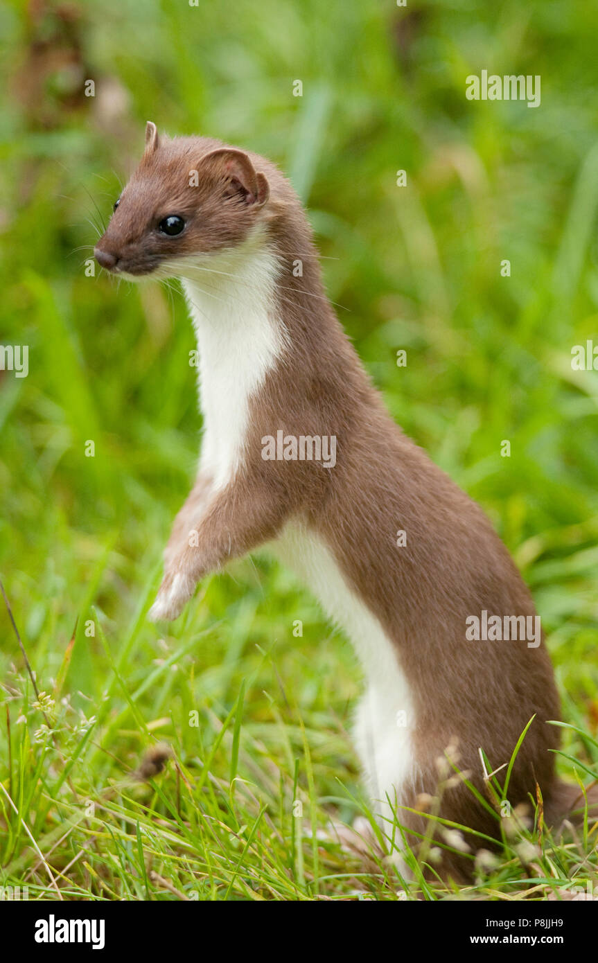 Stoat in upright position, looking for mice Stock Photo - Alamy