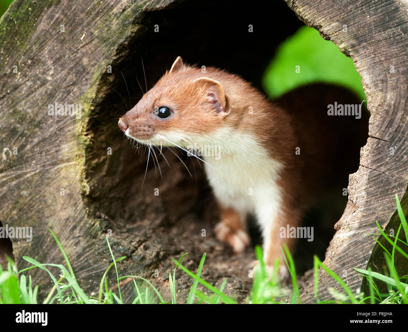 Mammalia carnivora hi-res stock photography and images - Alamy