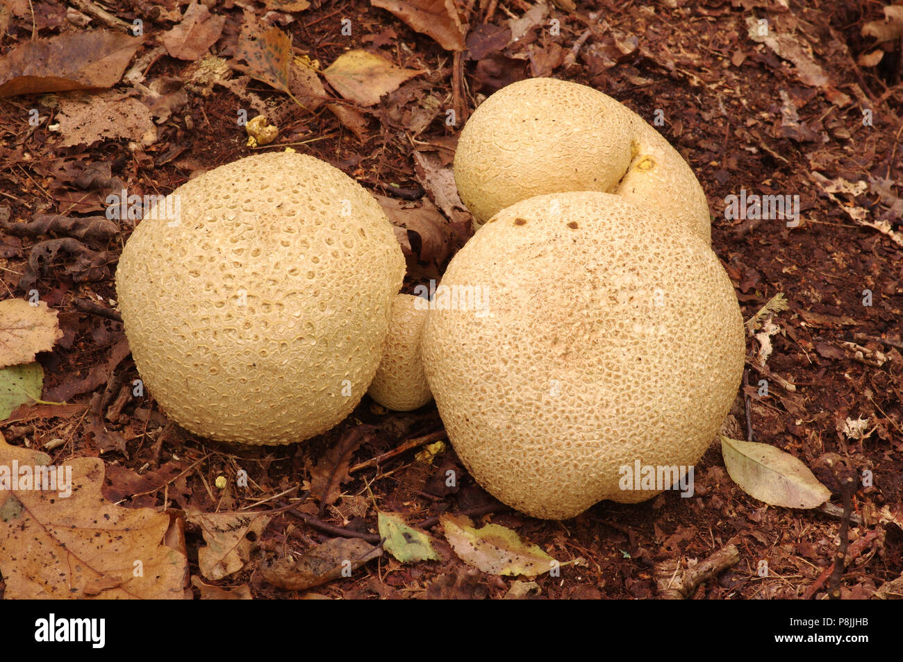 Common earthball; Scleroderma citrinum Stock Photo - Alamy