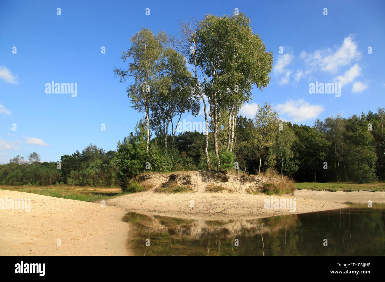 Betula beach hi-res stock photography and images - Alamy