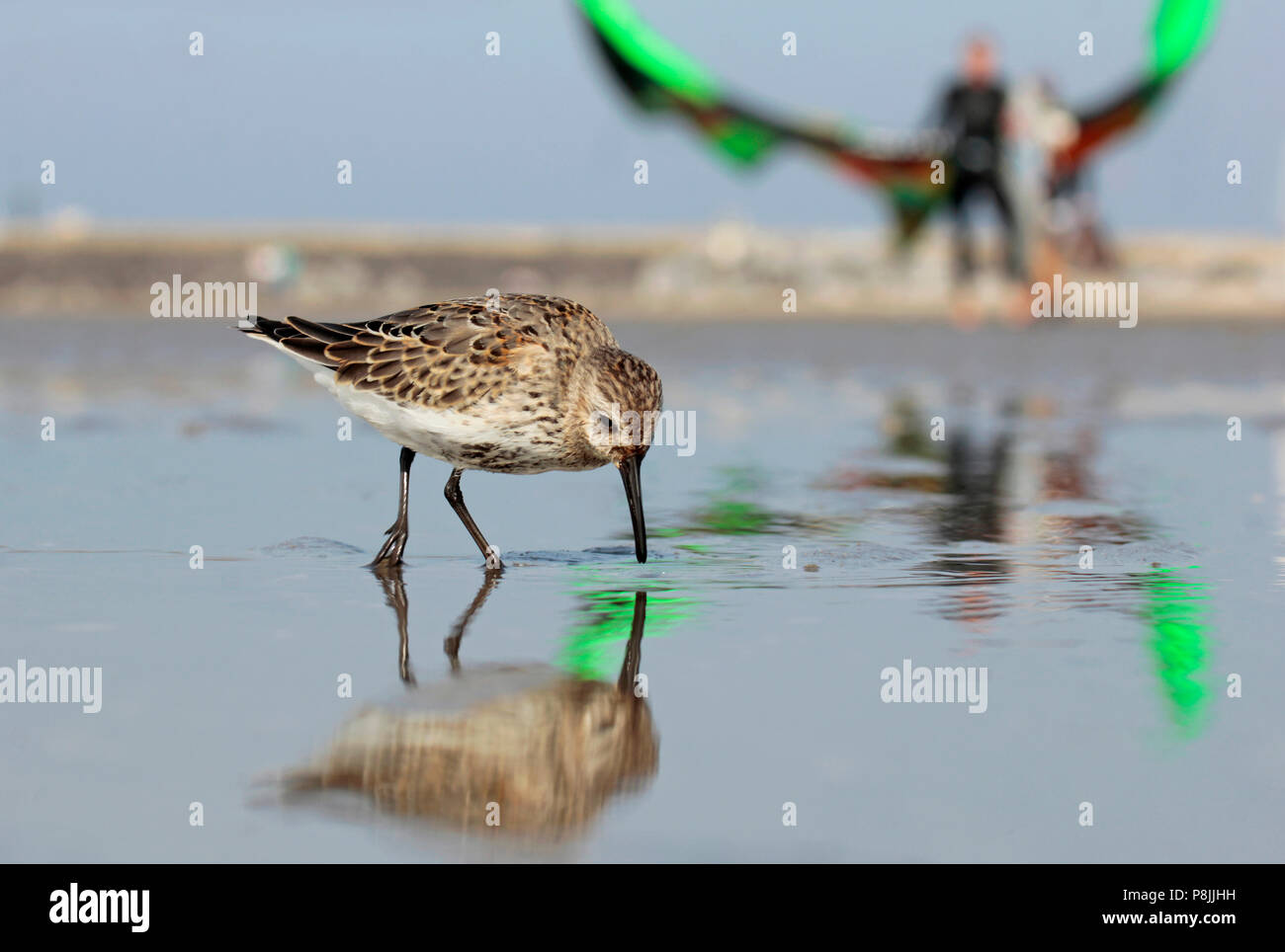 Foraging bird hi-res stock photography and images - Alamy