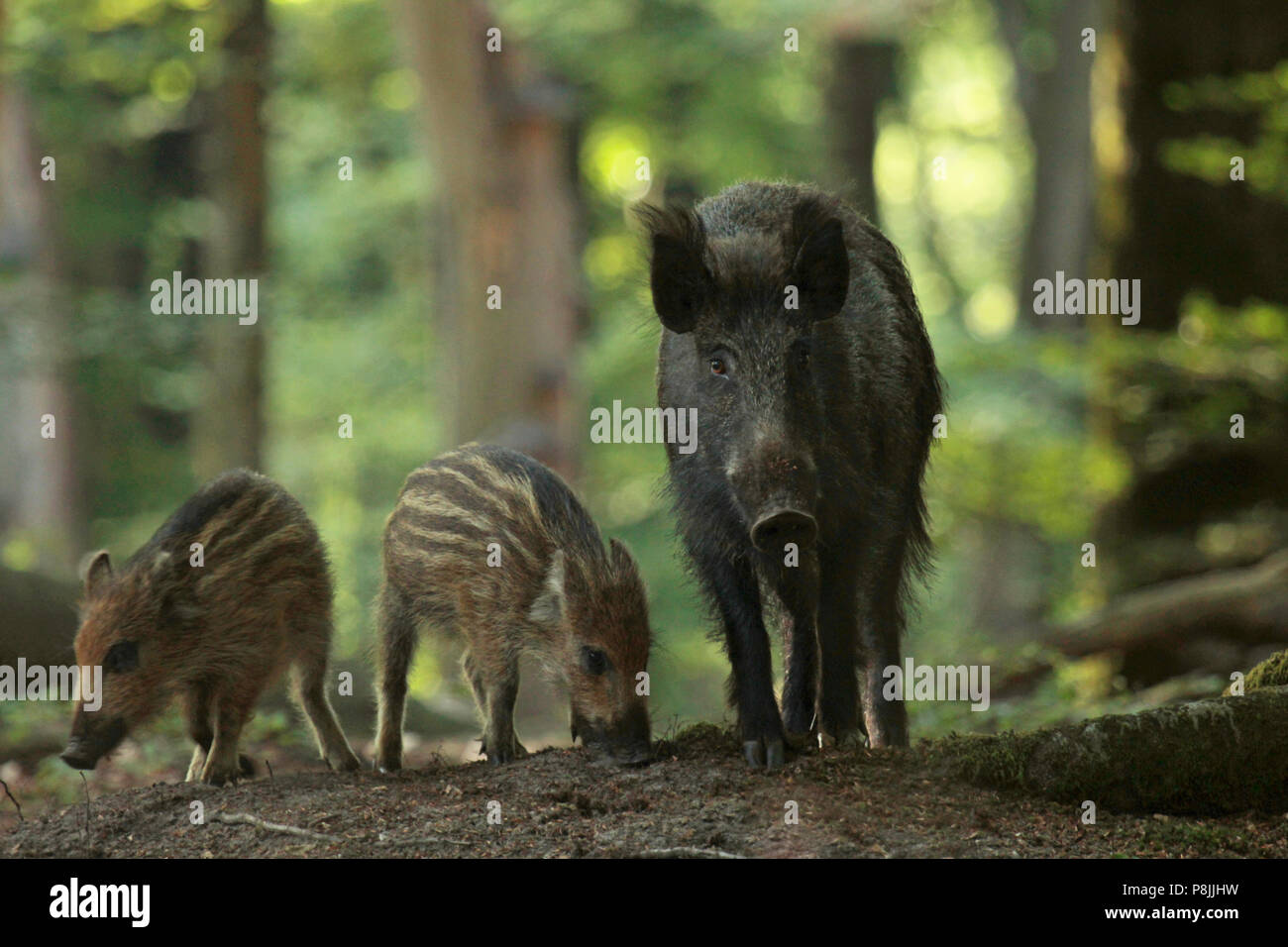 Wild boar piglets forest hi-res stock photography and images - Alamy