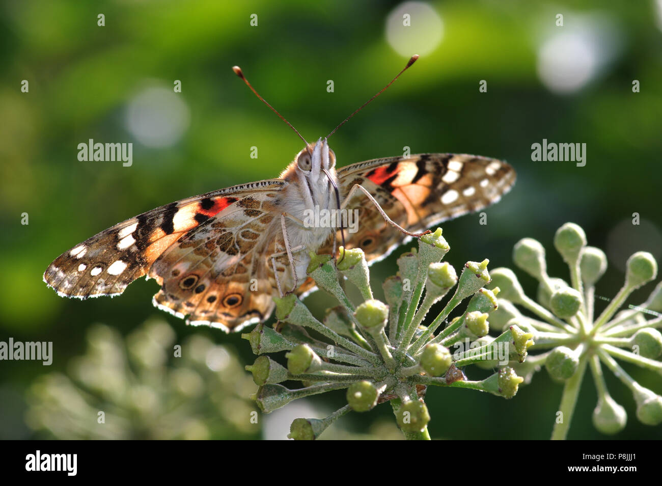 Garden fauna hi-res stock photography and images - Alamy