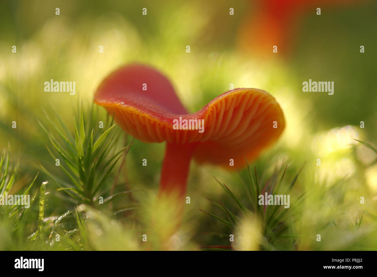 Vermillion waxcap hygrocybe miniata hi-res stock photography and images ...