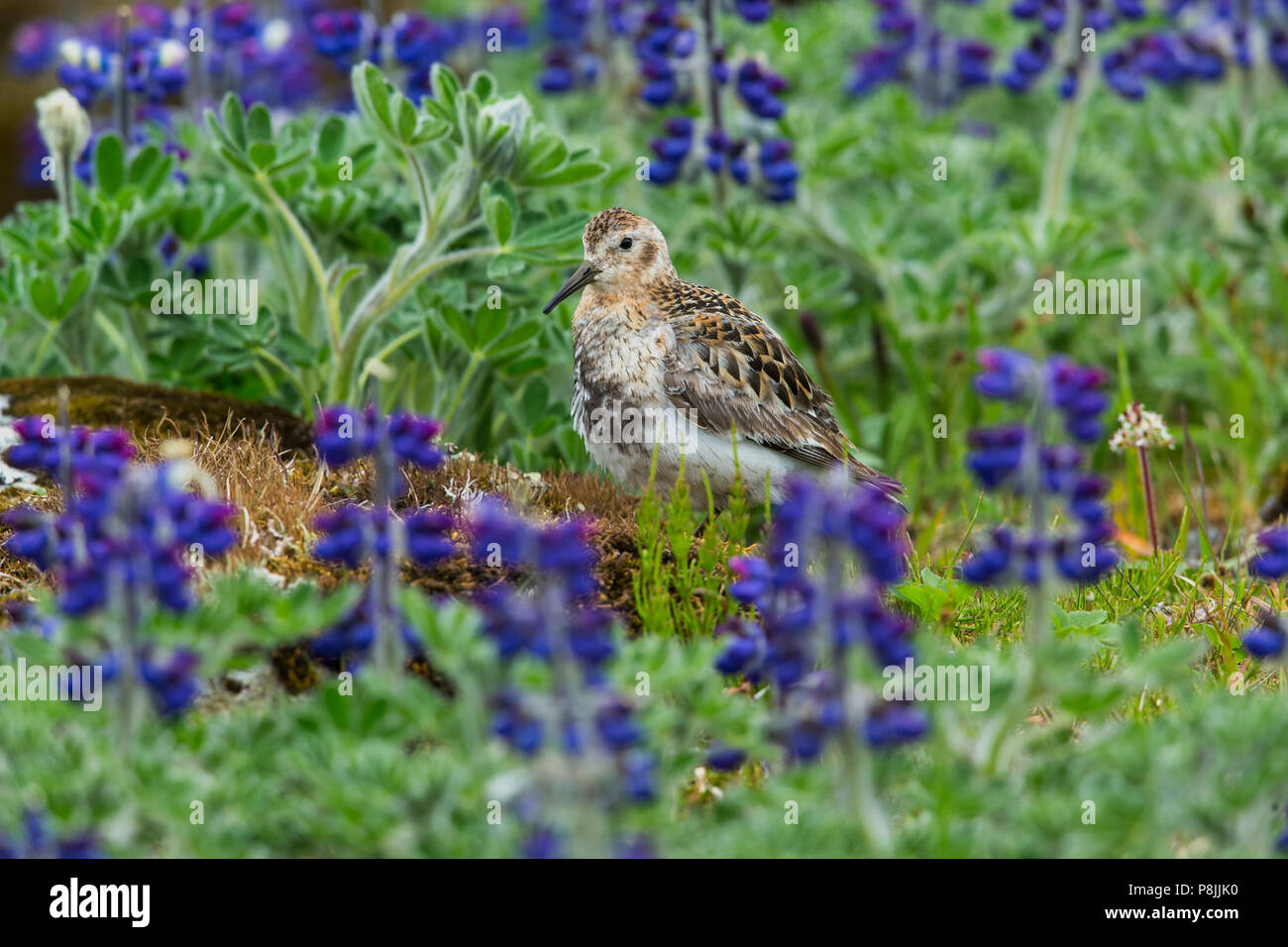 Rock Sandpiper between Lupin flowers Stock Photo - Alamy