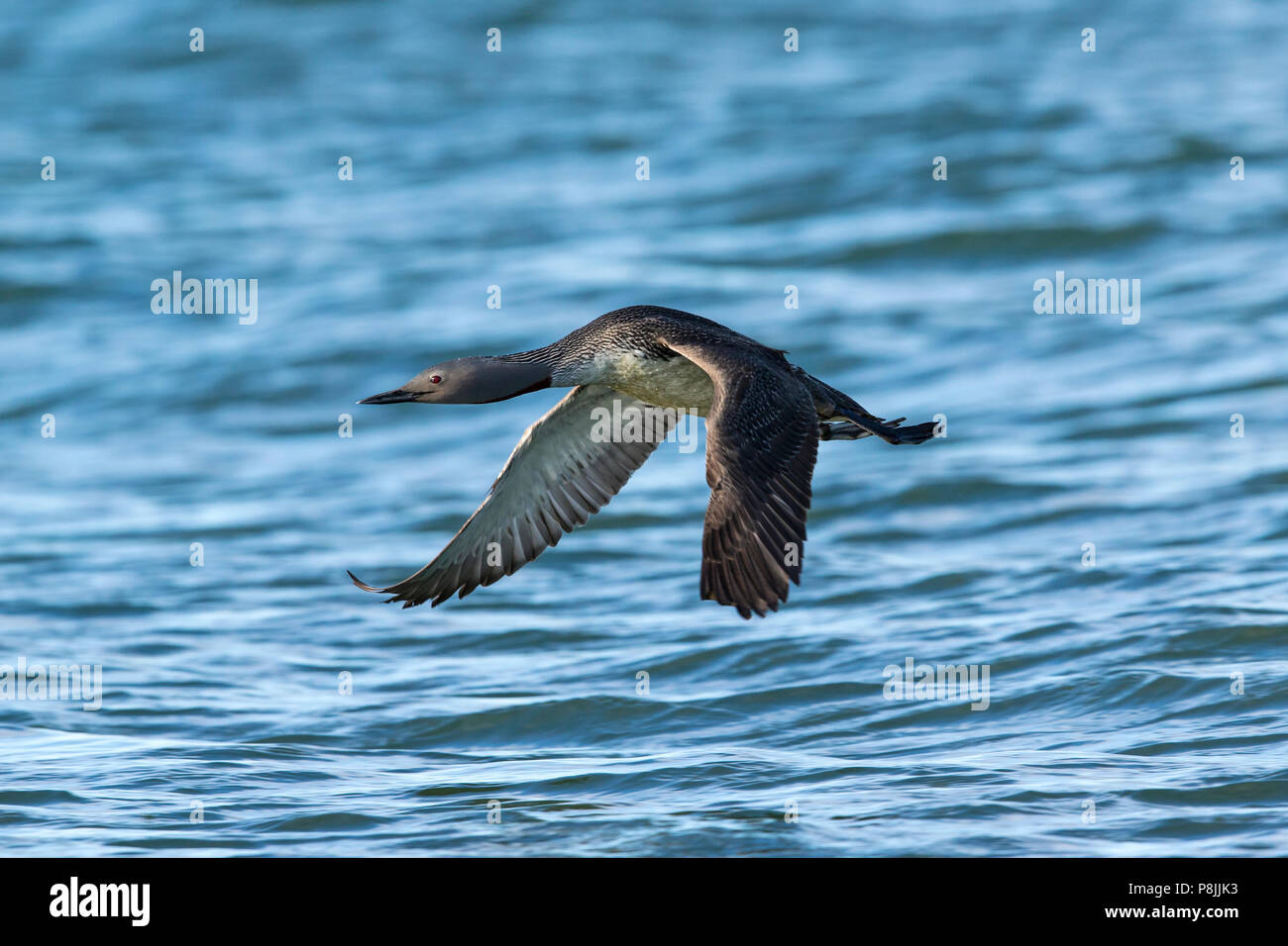 Flying Red-throated Loon above sea Stock Photo - Alamy