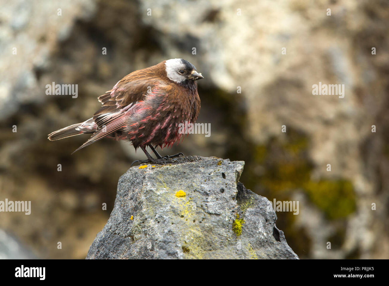 Rosy finch hi-res stock photography and images - Alamy
