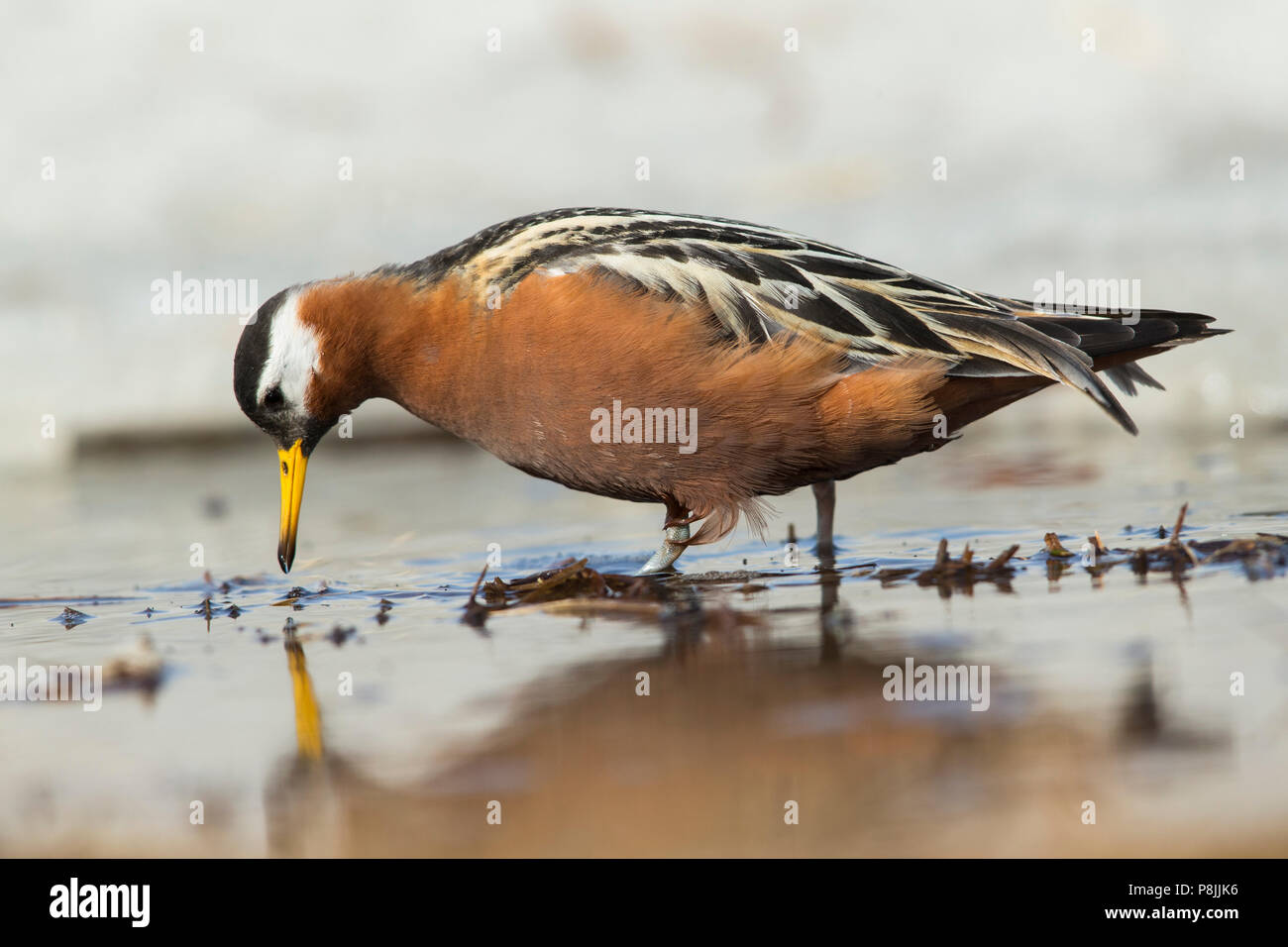 Female red phalarope hi-res stock photography and images - Alamy
