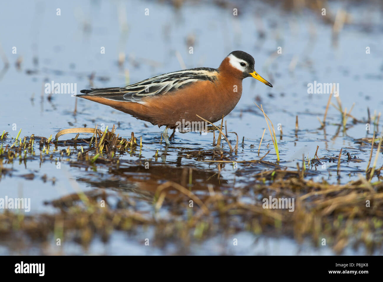 Red Phalarope High Resolution Stock Photography and Images - Alamy
