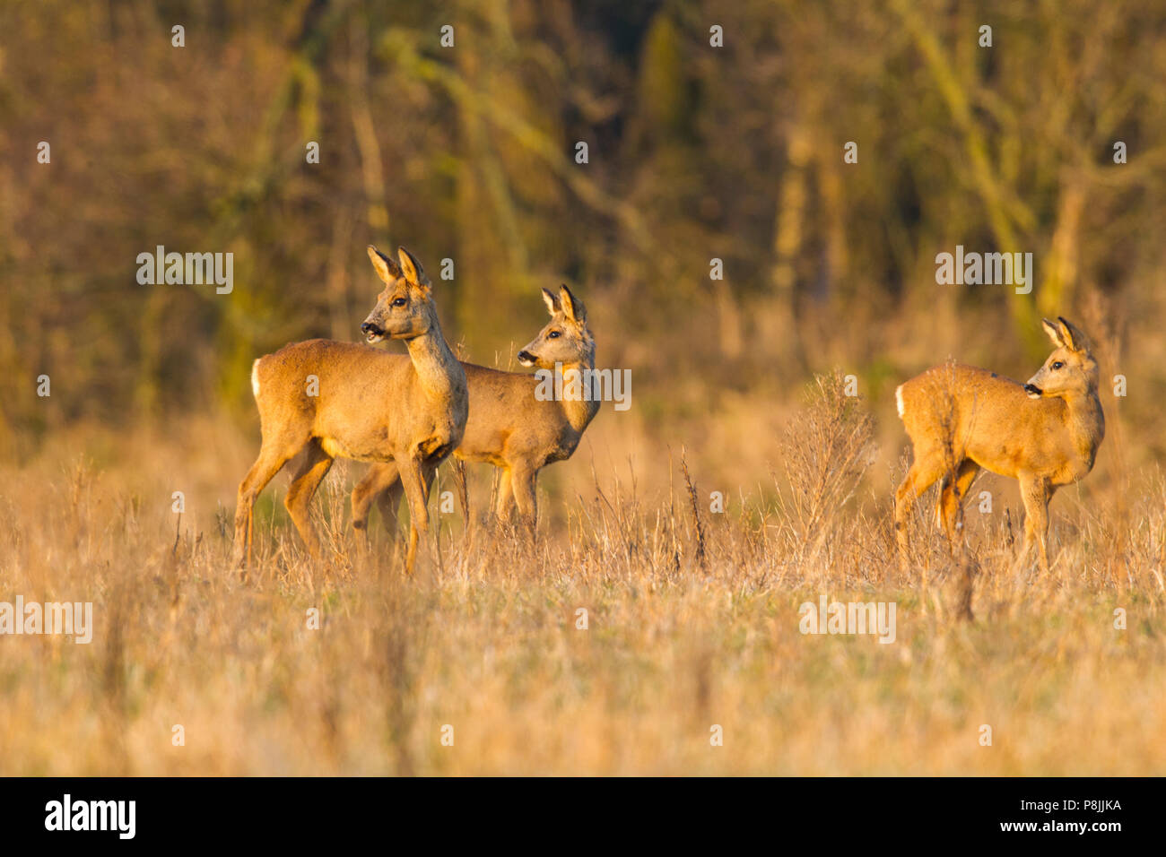 Observant animal High Resolution Stock Photography and Images - Alamy