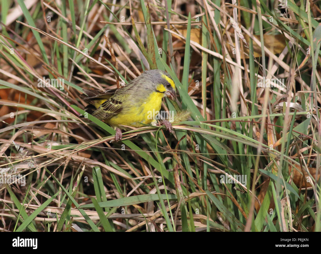 Yellow fronted canary serinus mozambicus hi-res stock photography and ...