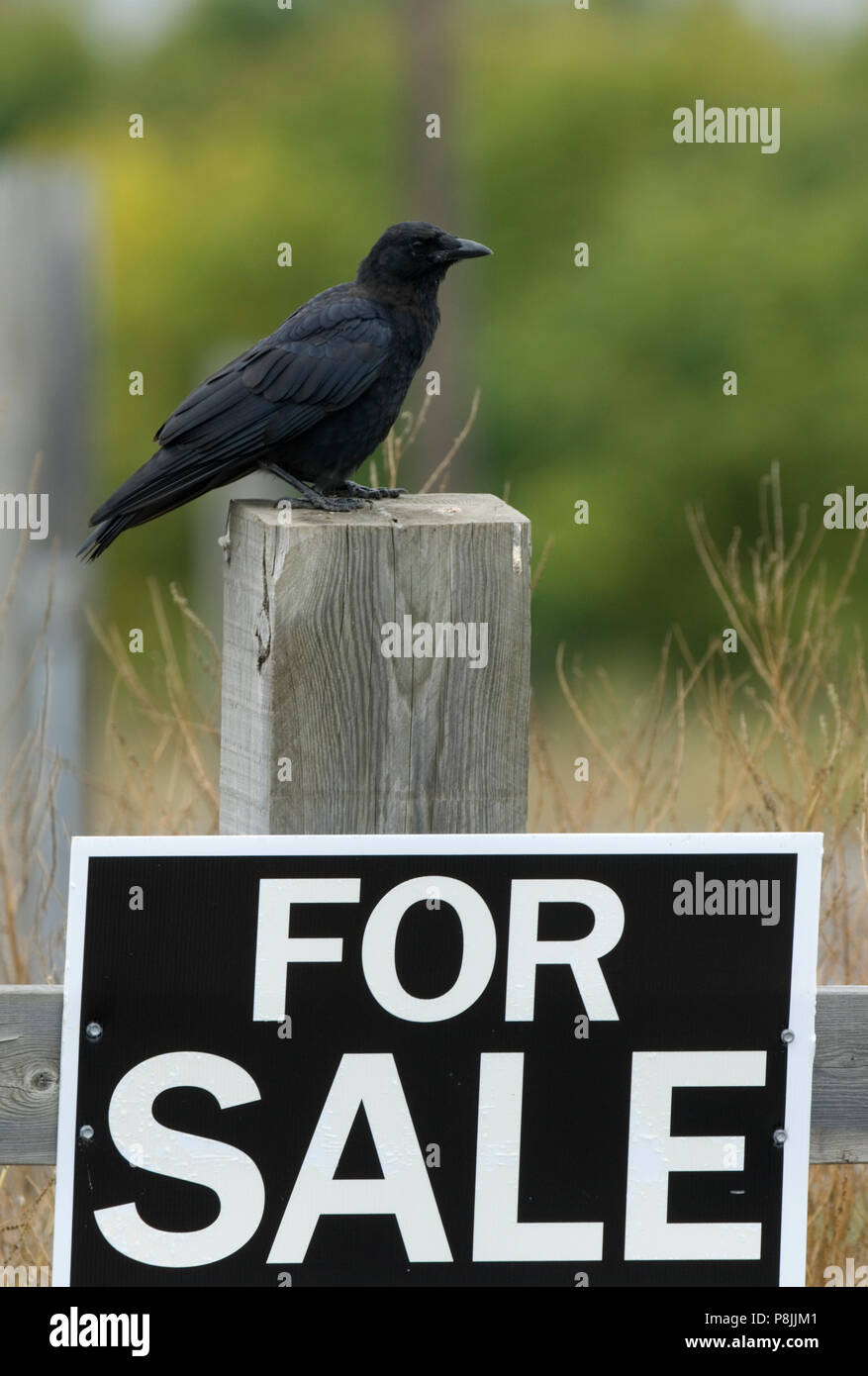 An American Crow (Corvus brachyrhynchos) sitting on a fence with a for ...