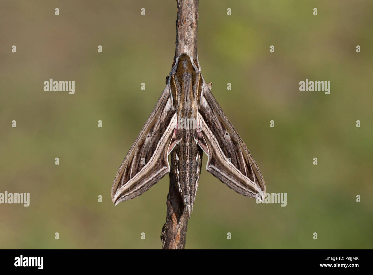 Striped hawk moth hi-res stock photography and images - Alamy