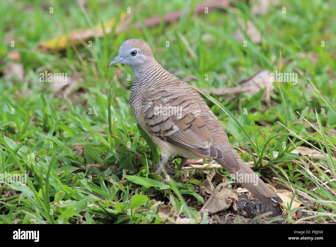 Zebra dove hi-res stock photography and images - Alamy