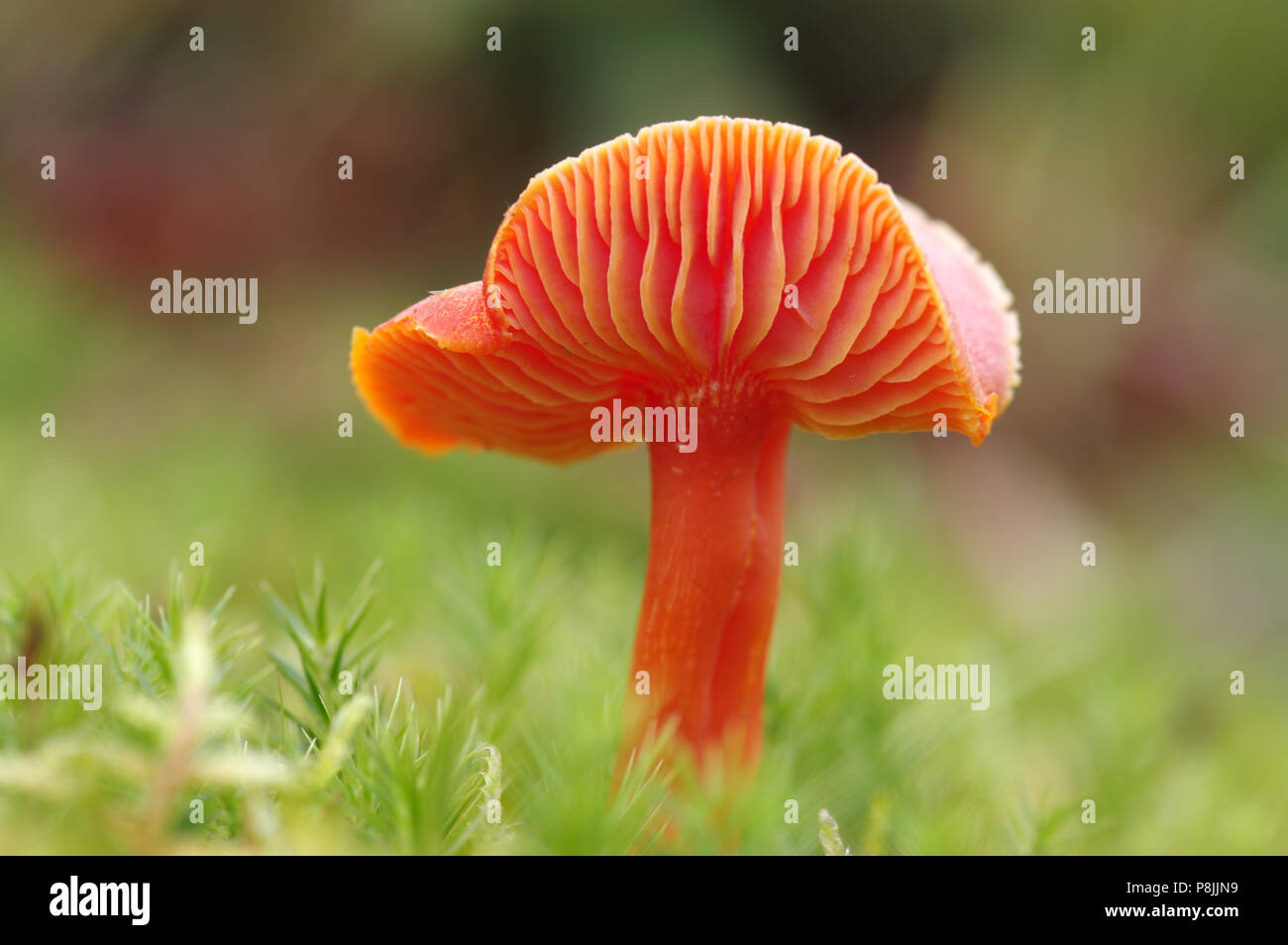 Vermillion waxcap hygrocybe miniata hi-res stock photography and images ...
