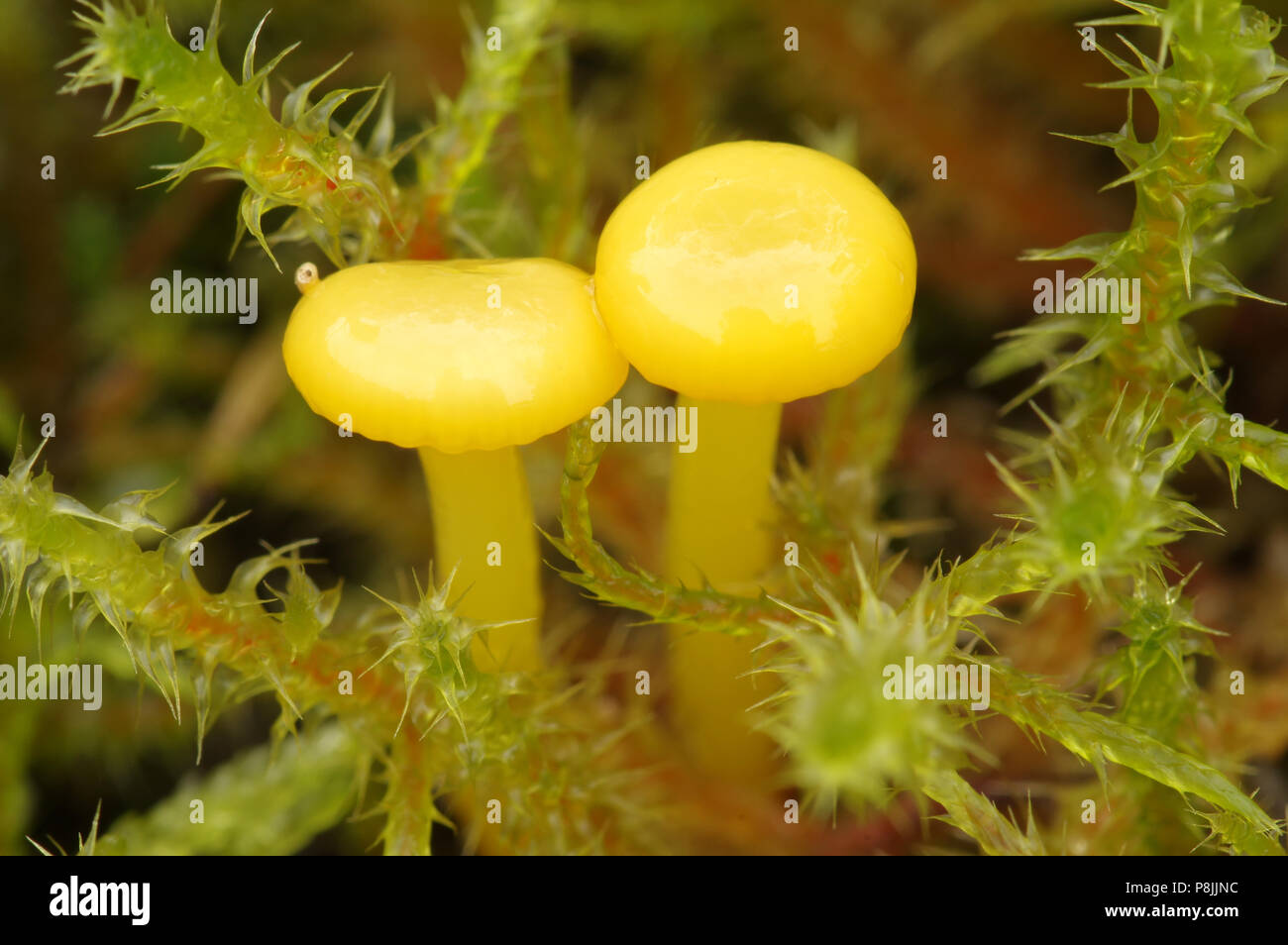 Hygrocybe hi-res stock photography and images - Alamy