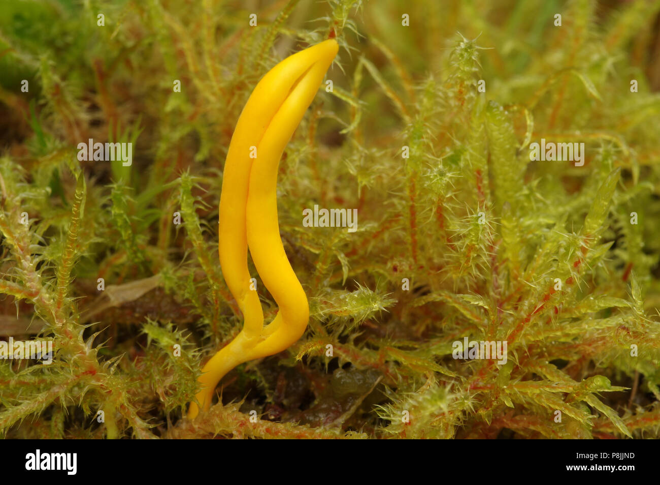 Clavariaceae hi-res stock photography and images - Alamy