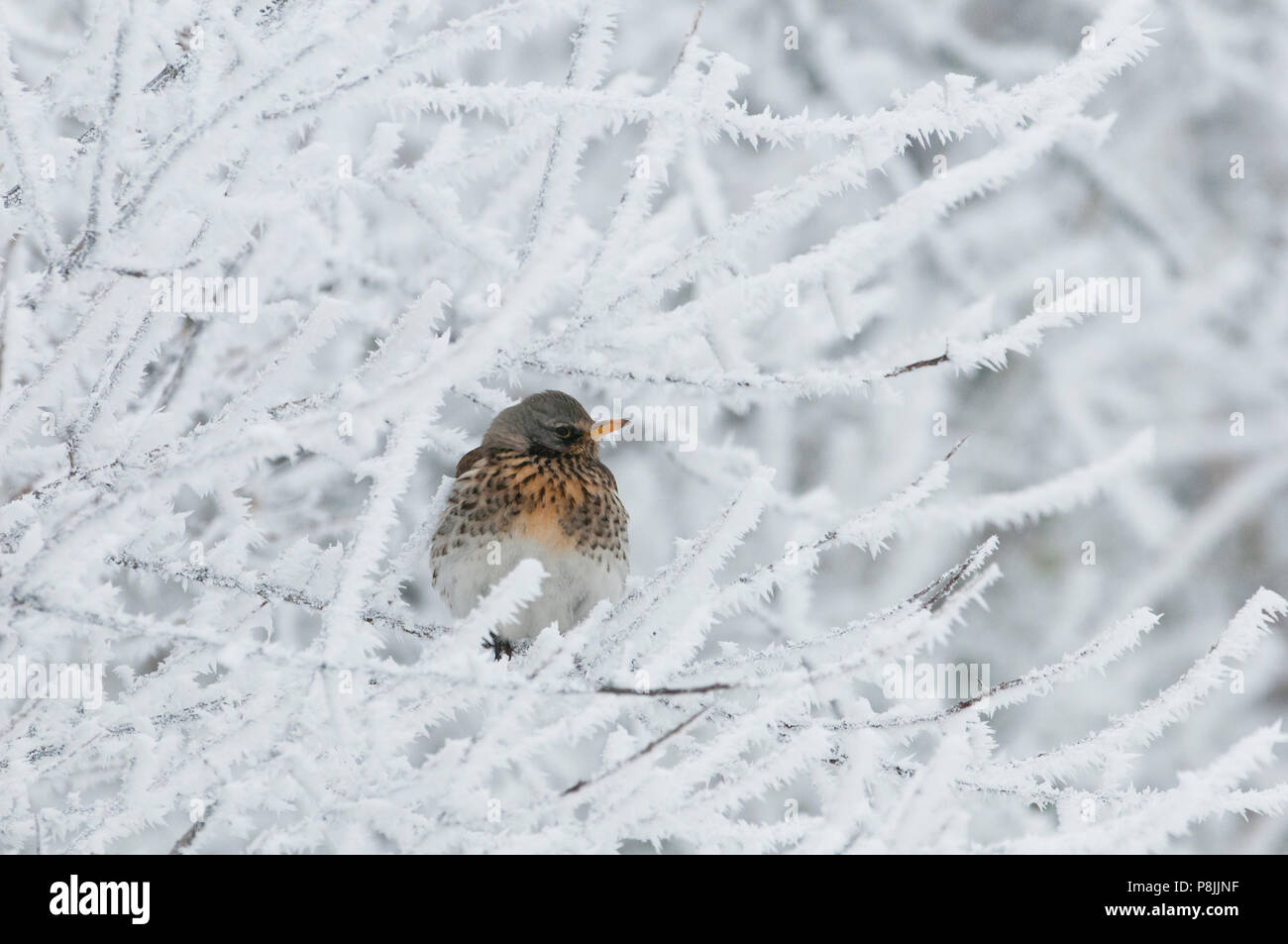 Thrushes fieldfare hi-res stock photography and images - Alamy