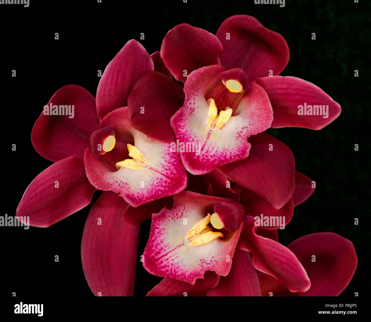 Purple cymbidium hi-res stock photography and images - Alamy