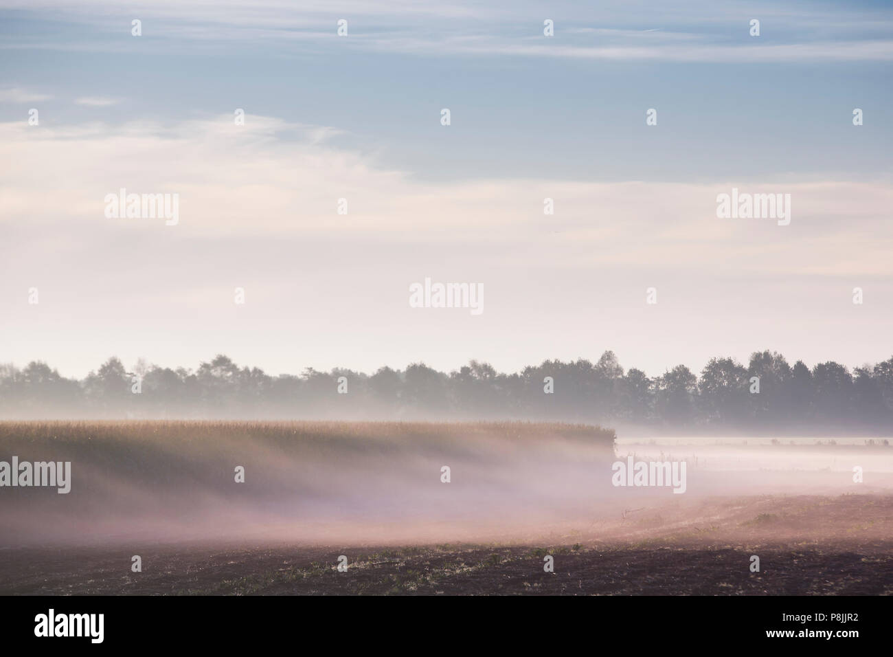 Fog corn field hi-res stock photography and images - Alamy