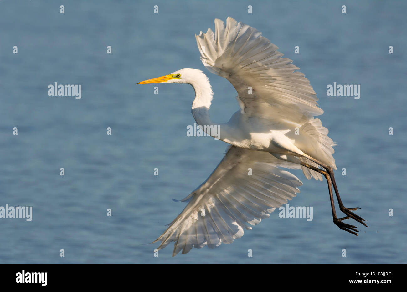 Western Great Egret flying Stock Photo - Alamy