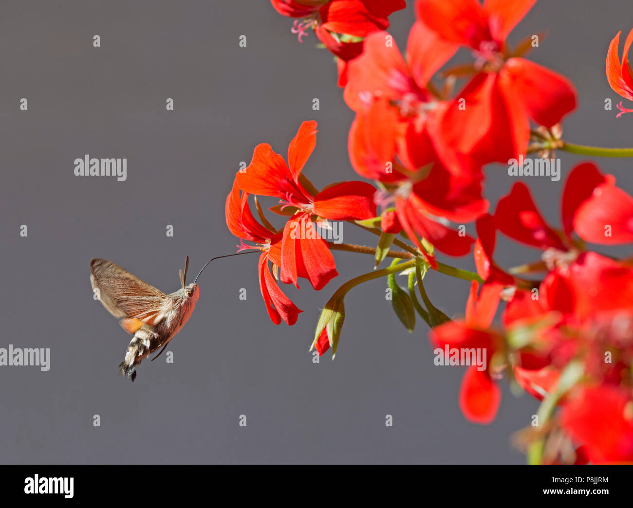 Hummingmoth hi-res stock photography and images - Alamy