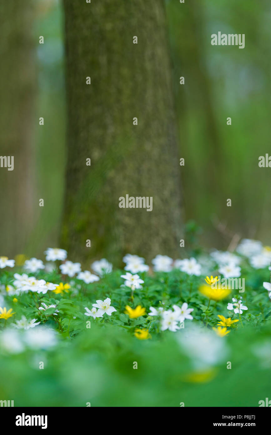 Wood anemones flowering in a forest in spring Stock Photo - Alamy