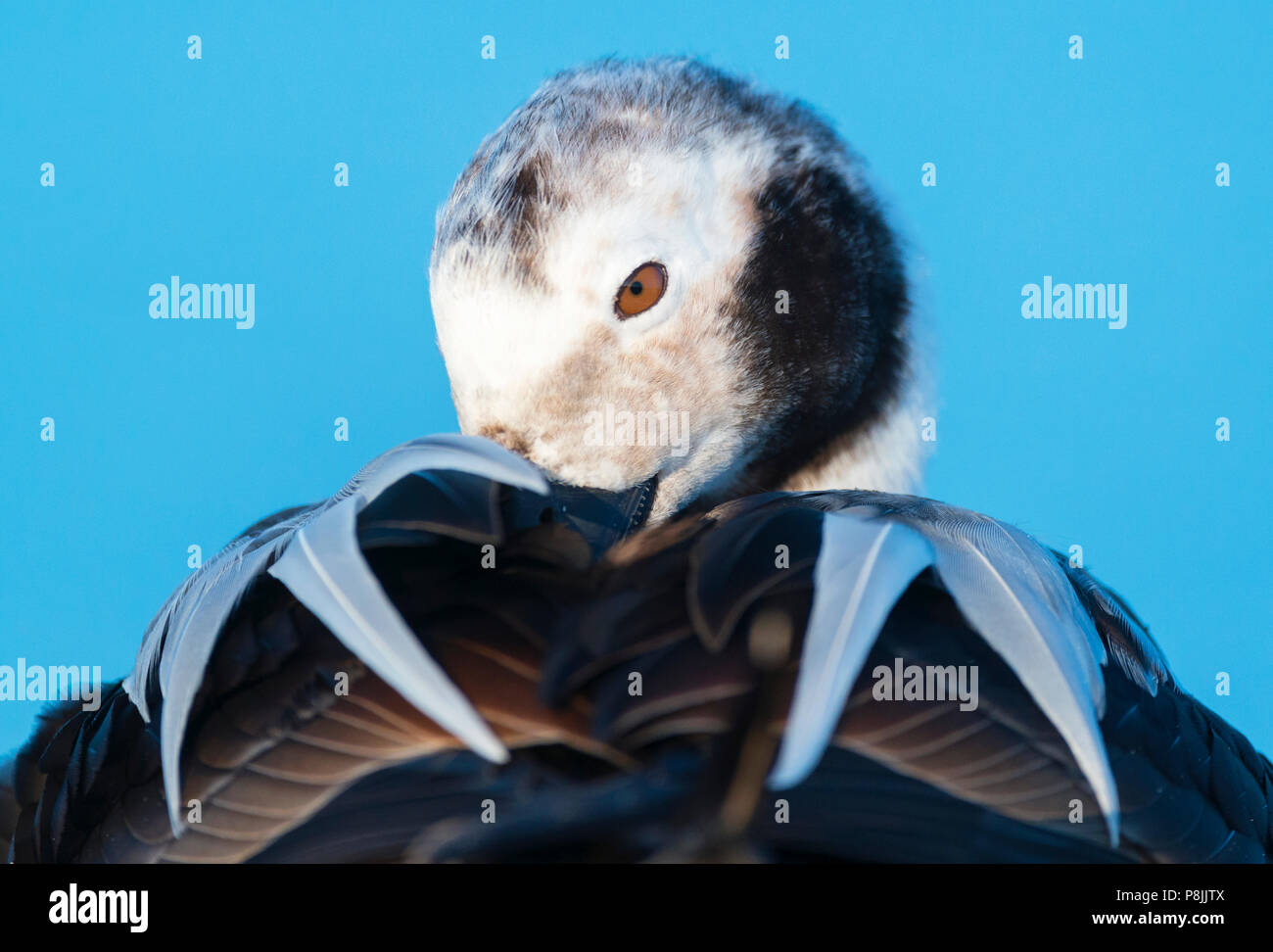 Arctic duck hi-res stock photography and images - Alamy