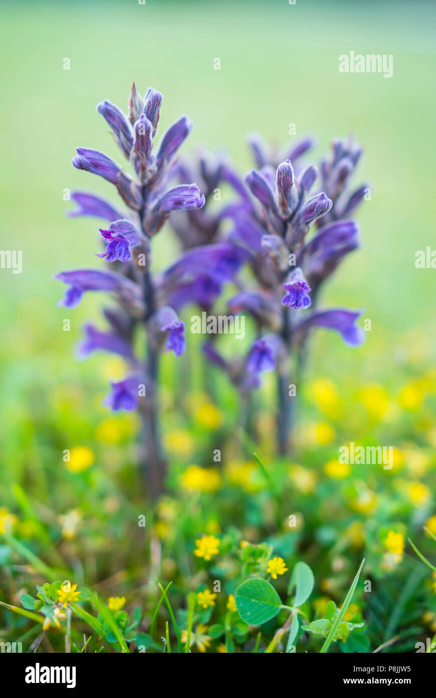Yarrow broomrape hi-res stock photography and images - Alamy