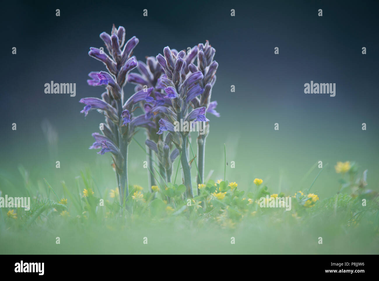 Broomrape family hi-res stock photography and images - Alamy
